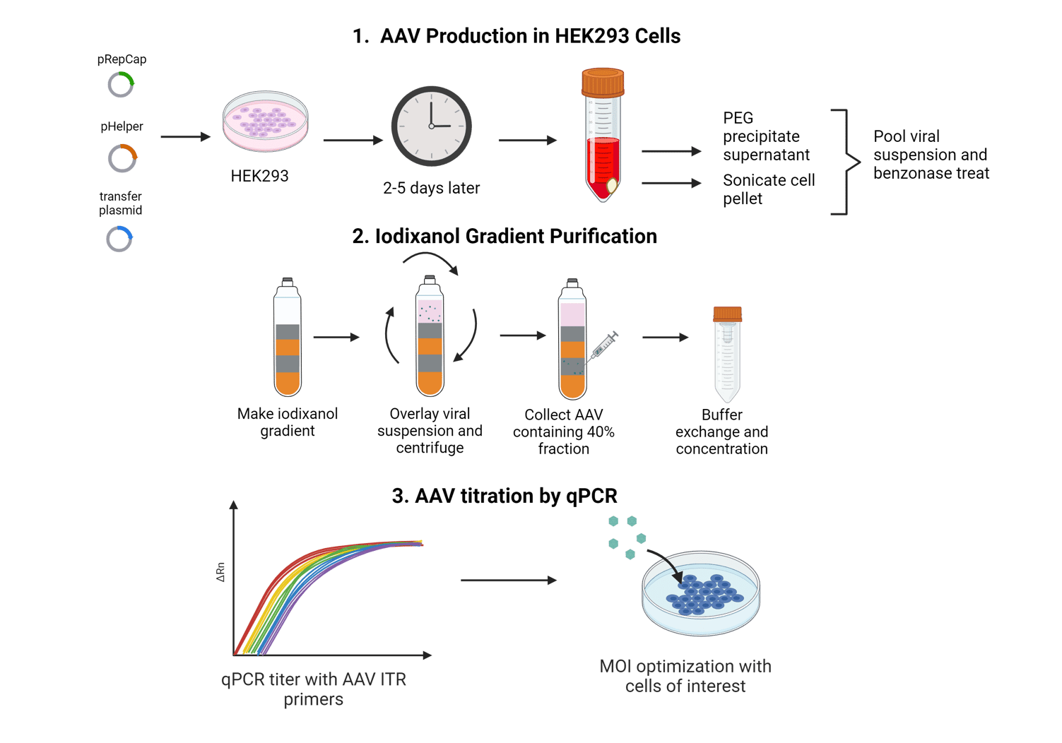 Viral Vectors 101: Producing Your rAAV